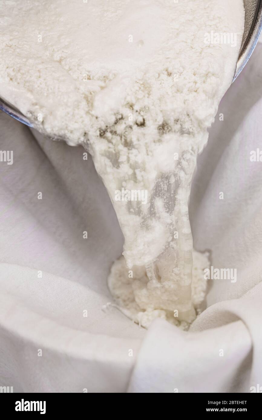 Fresh cheese making process, clotted cheese throw a cotton cloth ...