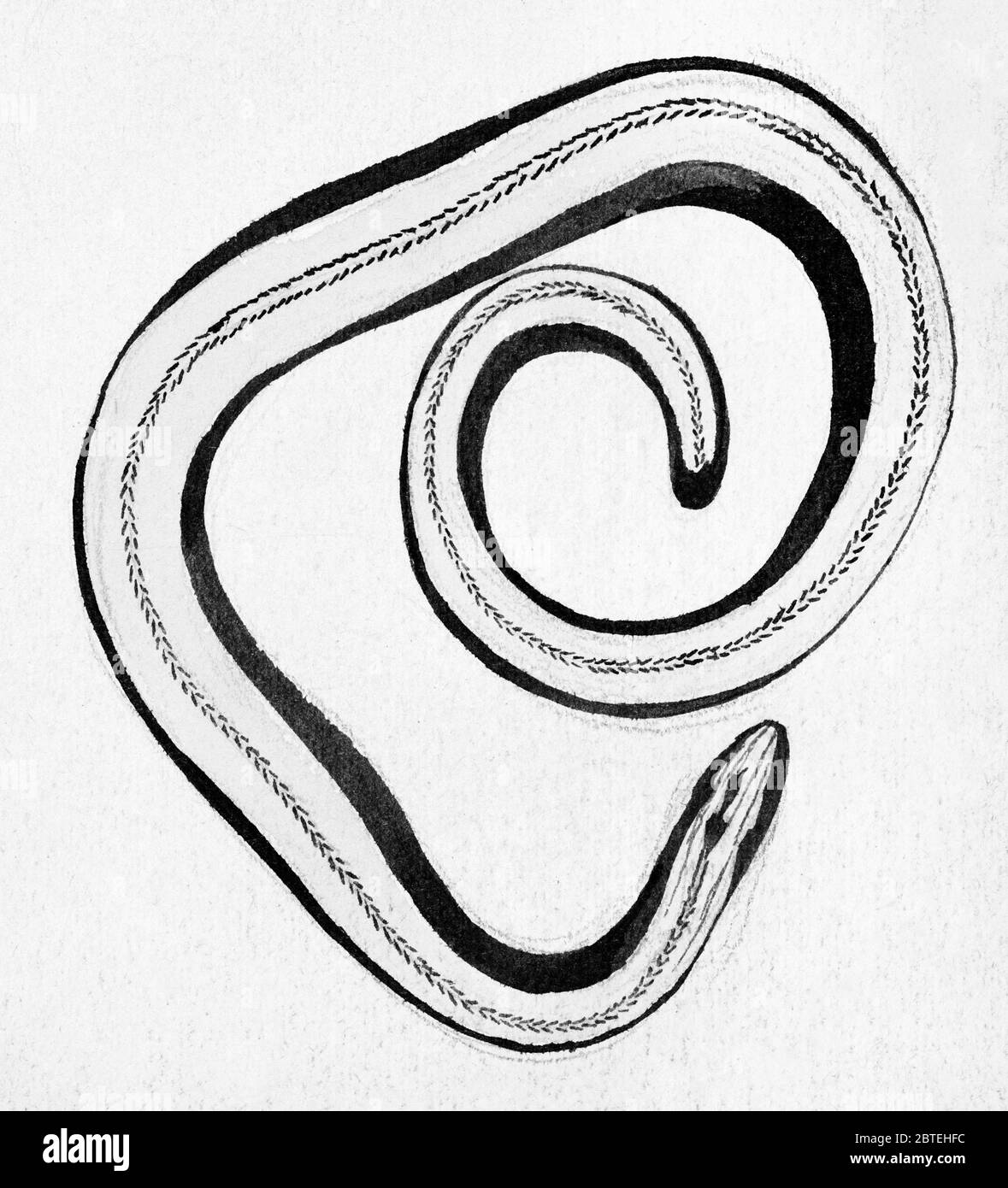 Hazelworm by Julie de Graag (1877-1924). Original from the Rijks Museum ...