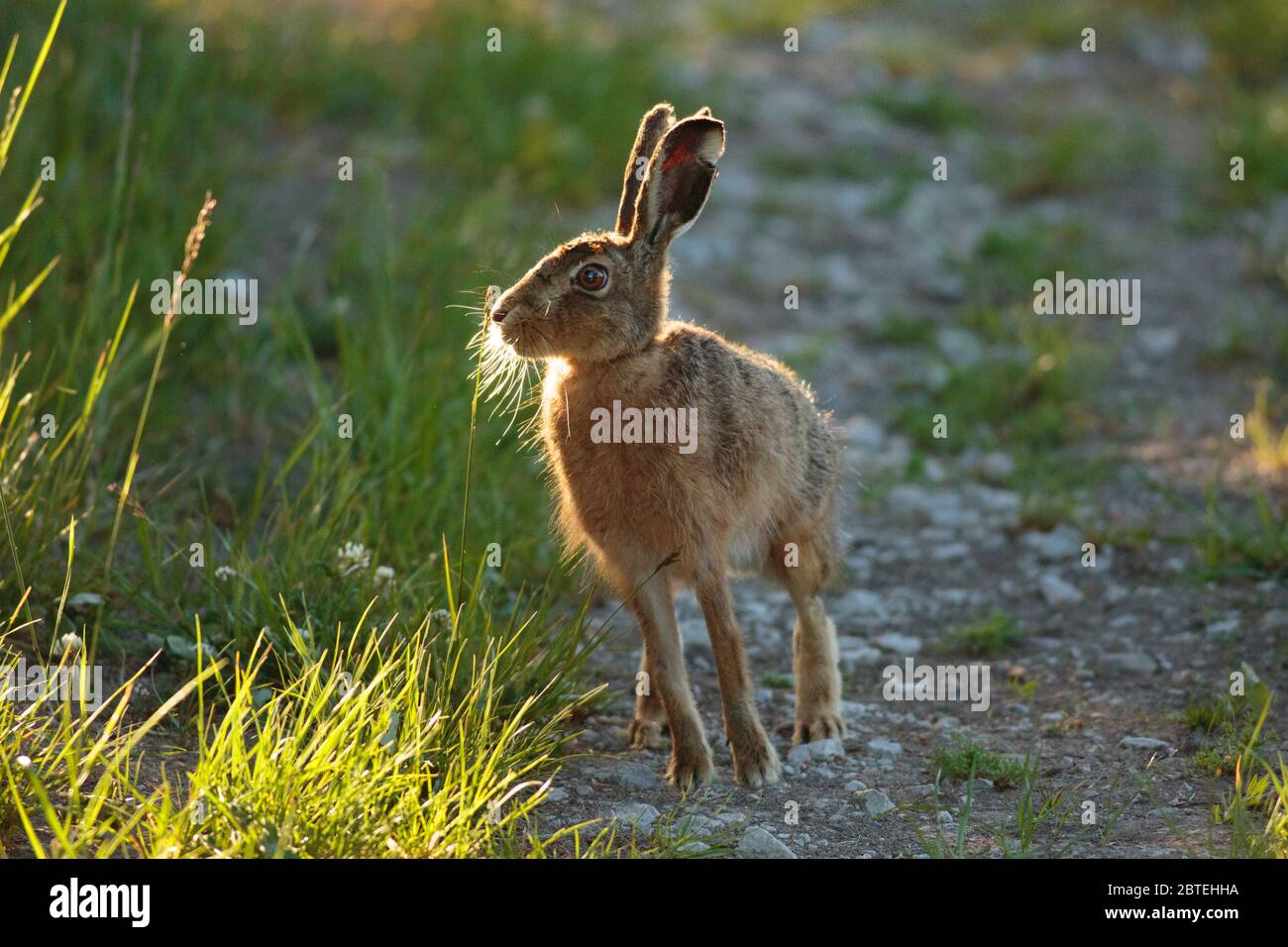British wildlife hi-res stock photography and images - Alamy