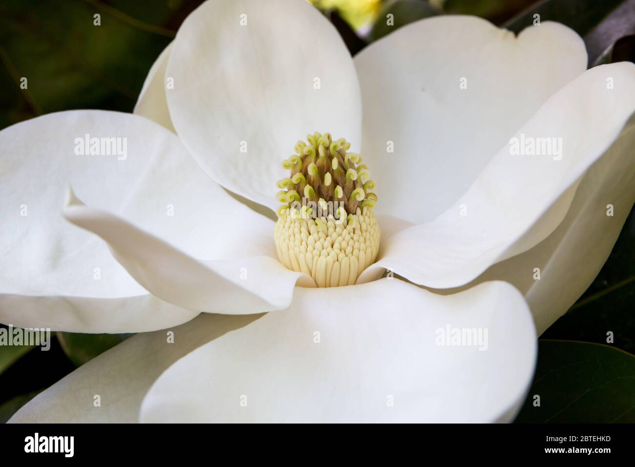 Southern magnolia tree hi-res stock photography and images - Alamy