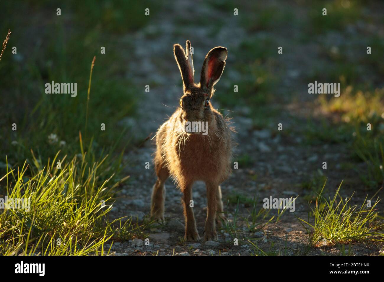 British brown hare on farmland hi-res stock photography and images - Alamy