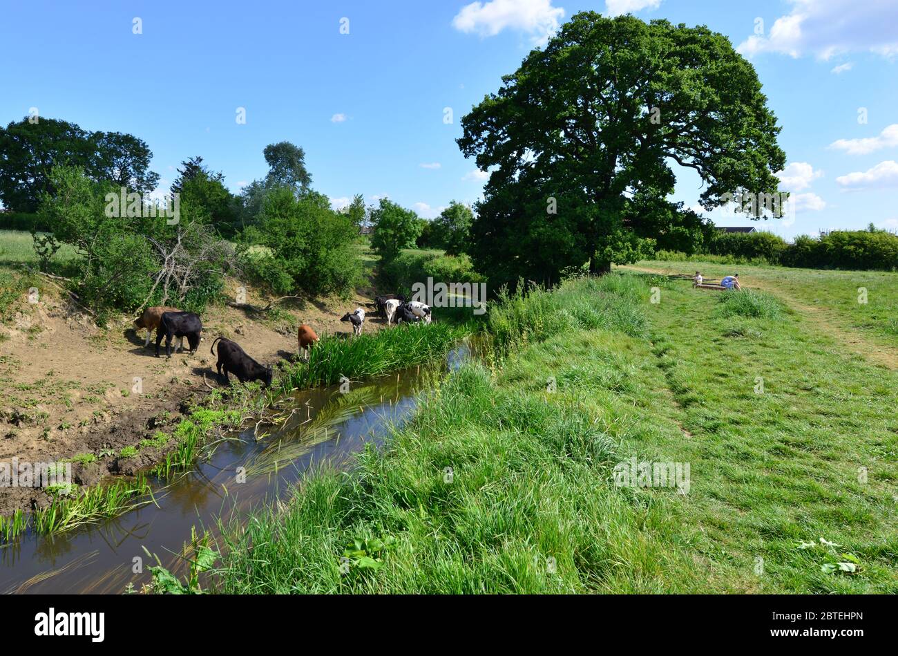 Water bugs walk in water hi-res stock photography and images - Alamy