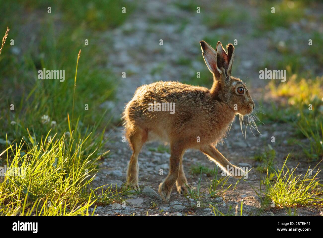 Hare leg hi-res stock photography and images - Alamy