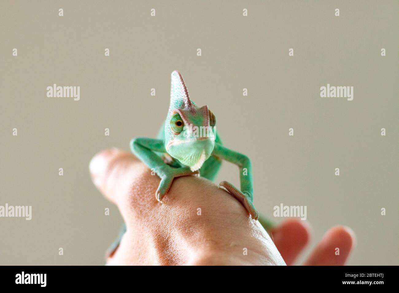 Man holding a veiled chameleon which is one of the most popular pet ...