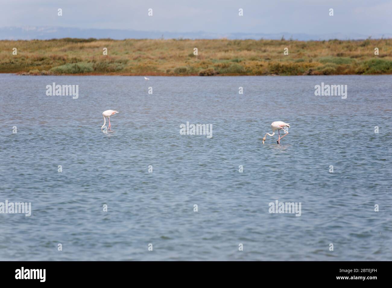 Wildlife reserve france hi-res stock photography and images - Alamy