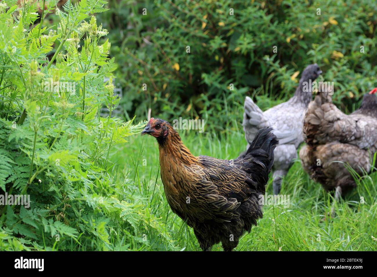 Chickens pecking garden hi-res stock photography and images - Alamy
