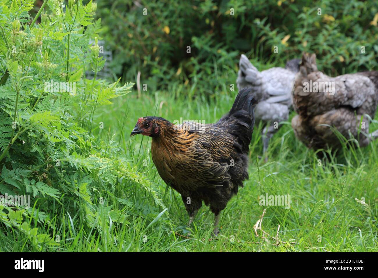 Foraging for food and self sufficiency hi-res stock photography and ...