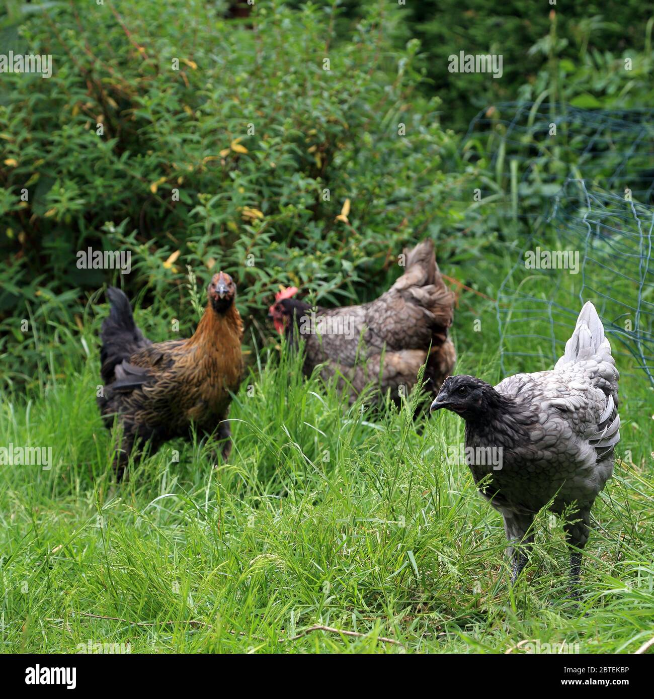 Kent garden bird hi-res stock photography and images - Alamy