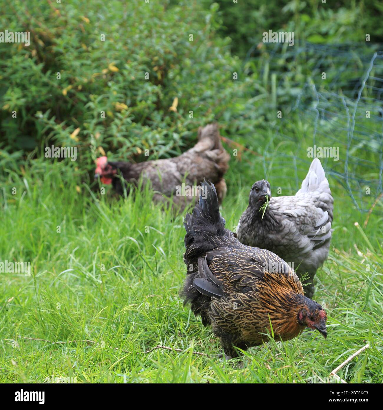 Pet chickens in an overgrown garden in Kent, England, United Kingdom ...