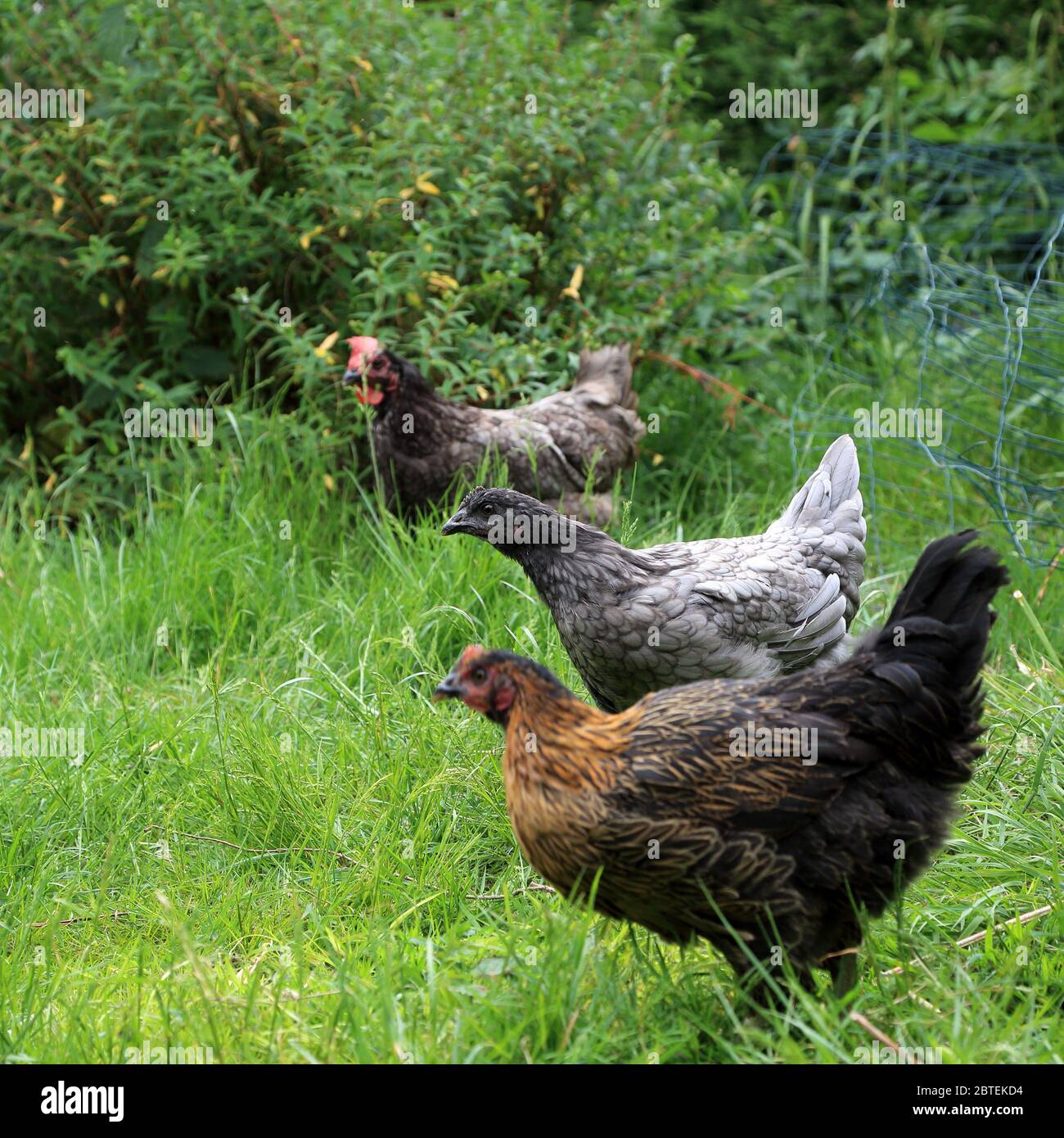 Chicken pecking uk hi-res stock photography and images - Alamy