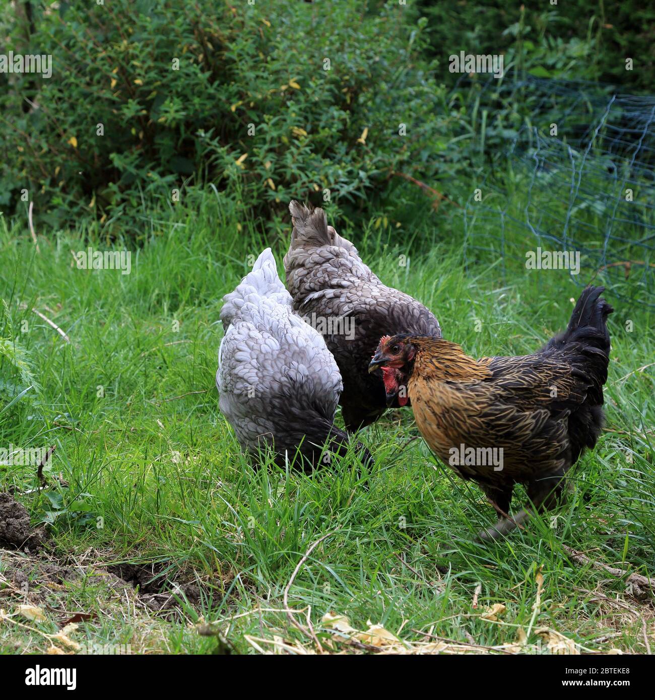Pet chickens in an overgrown garden in Kent, England, United Kingdom ...
