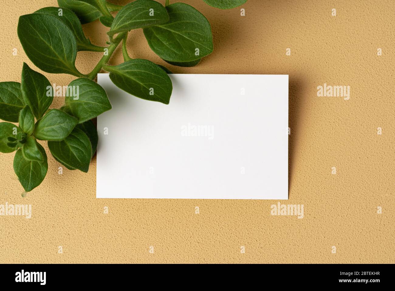 Blank white business card with copy space for your design Stock Photo ...