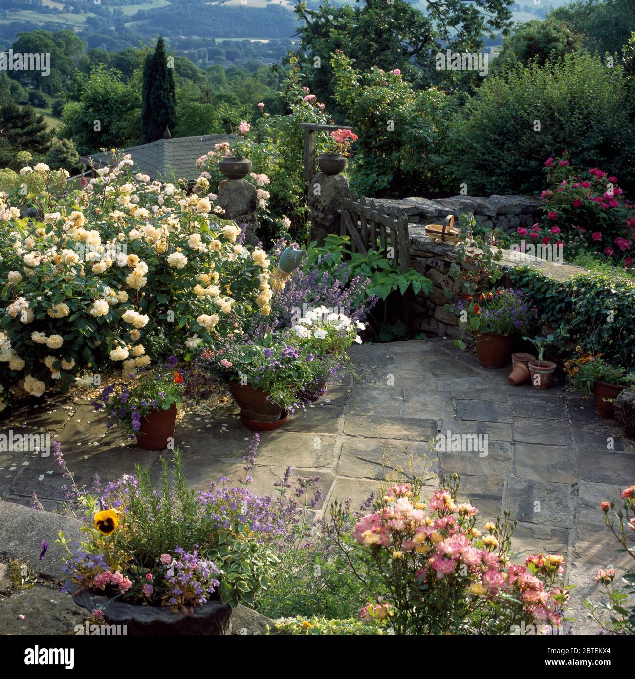 Pink roses on stone paving hi-res stock photography and images - Alamy