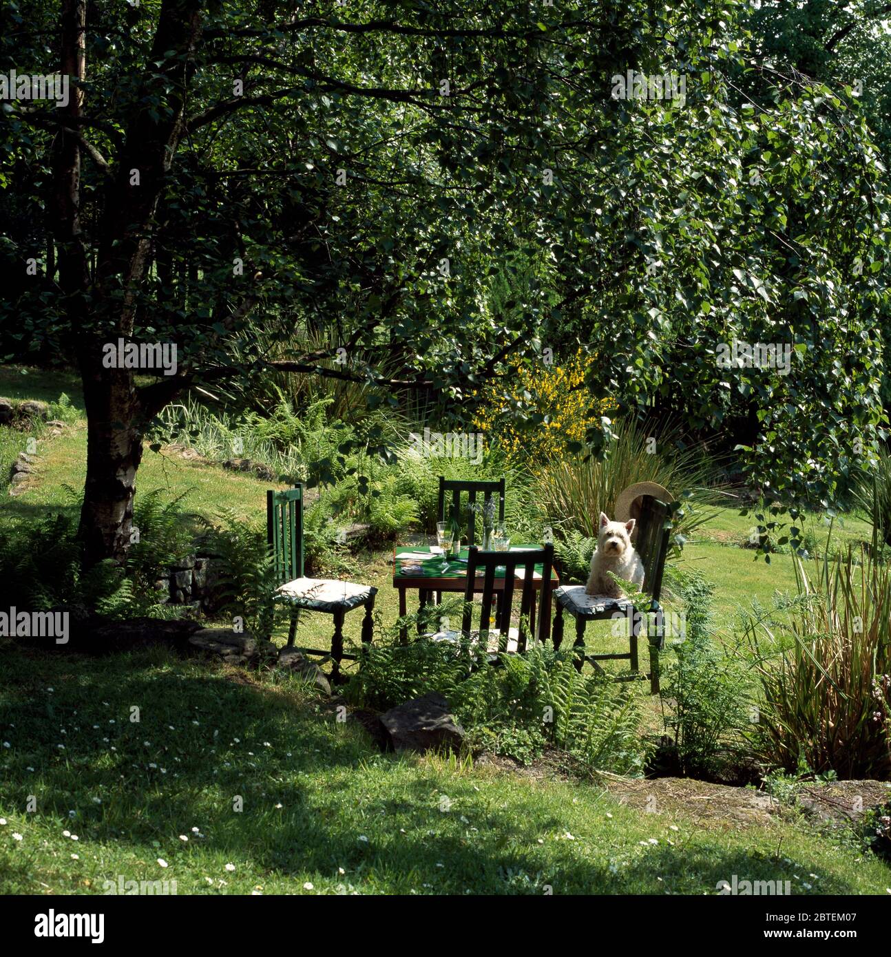 Beneath shady tree hi-res stock photography and images - Alamy