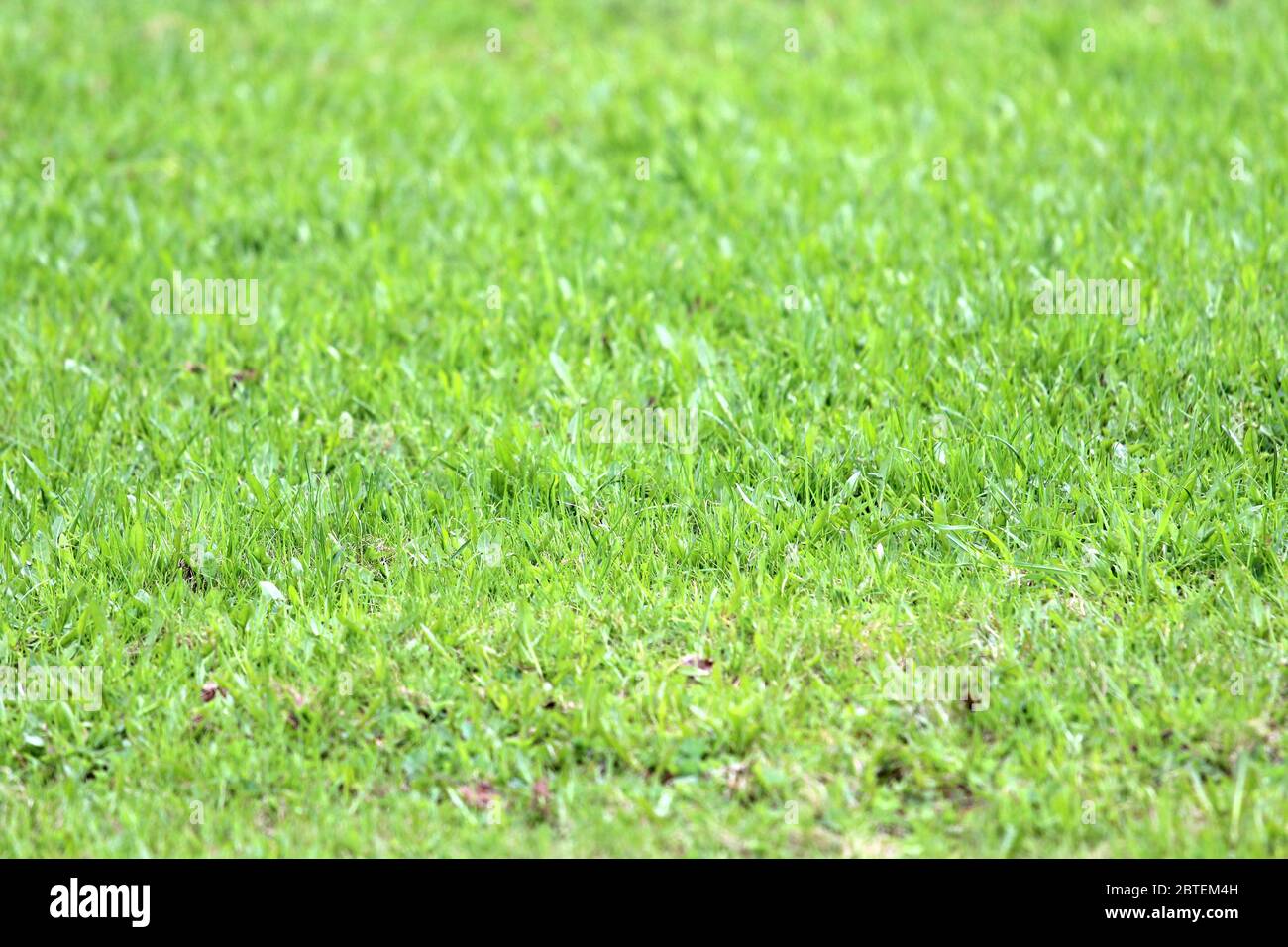 Lush bright green grass on the lawn. Not cut lawn, young shoots in ...