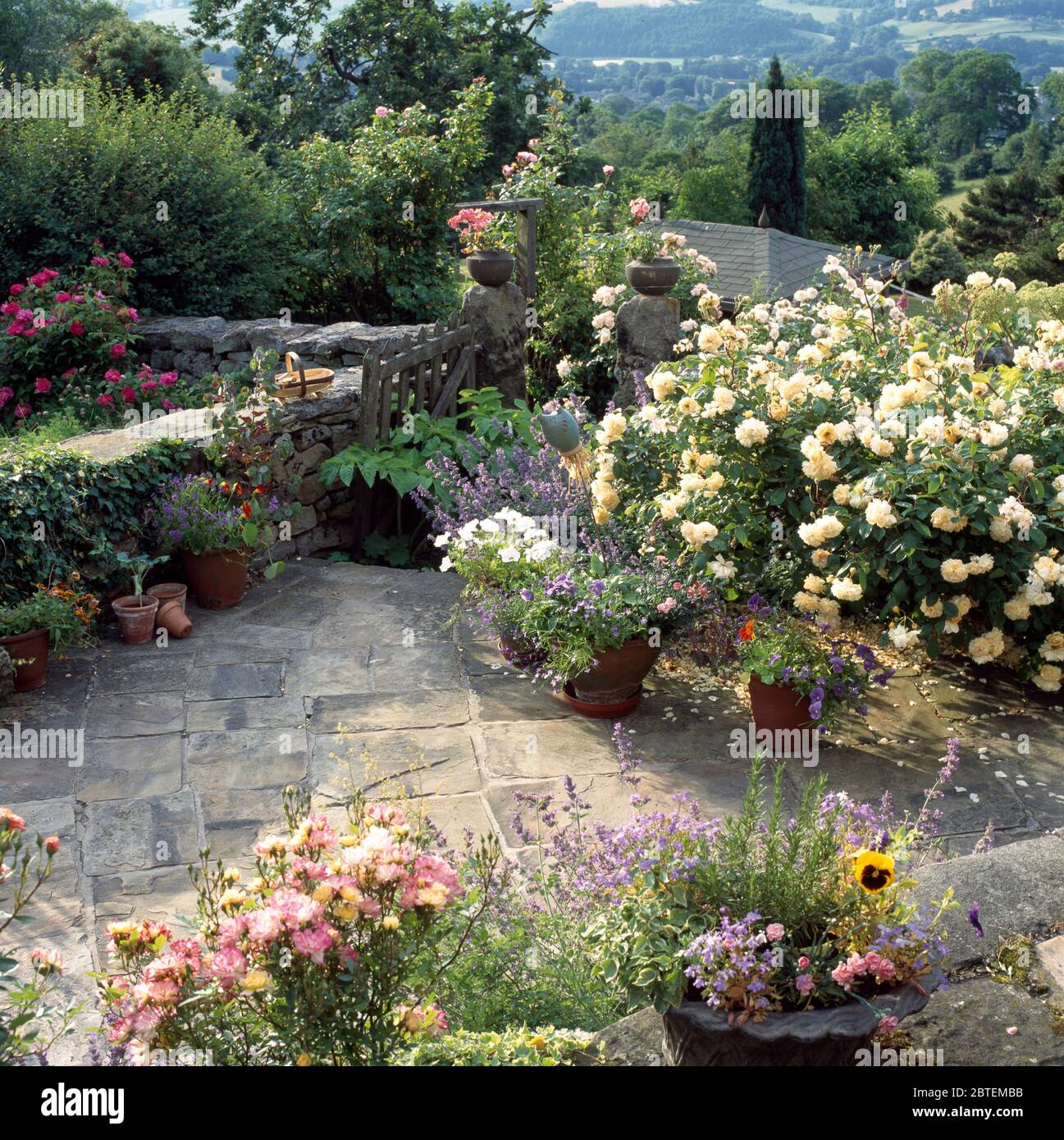 Cream roses beside stone terrace with stone walls in hillside garden ...
