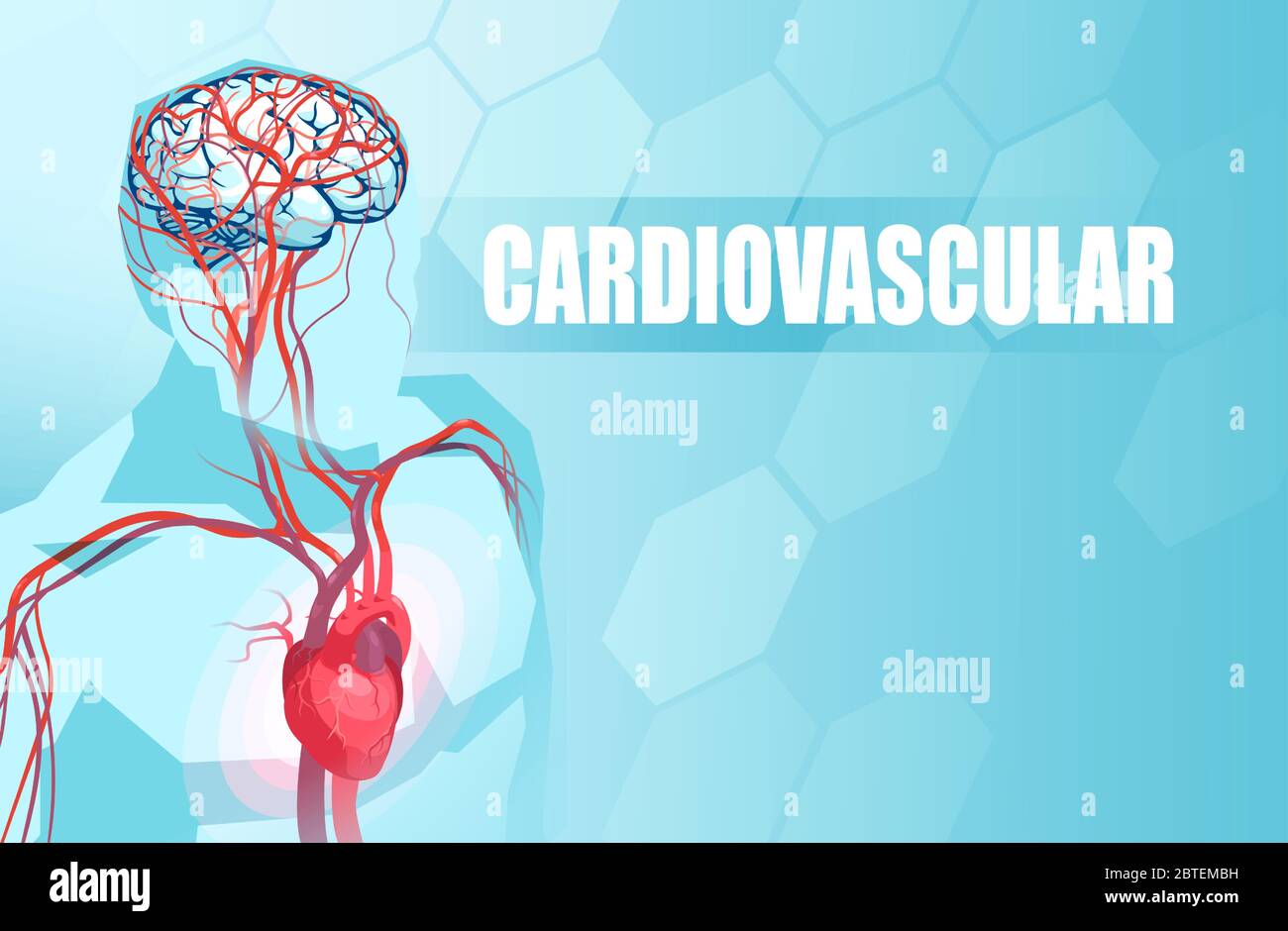 Schematic Illustration Of The Human Circulatory Vascular System Heart