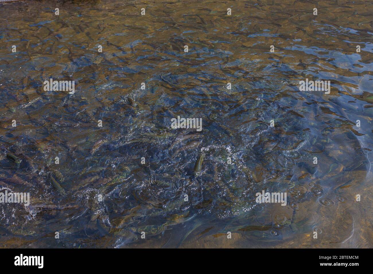 Frantic swimming hi-res stock photography and images - Alamy