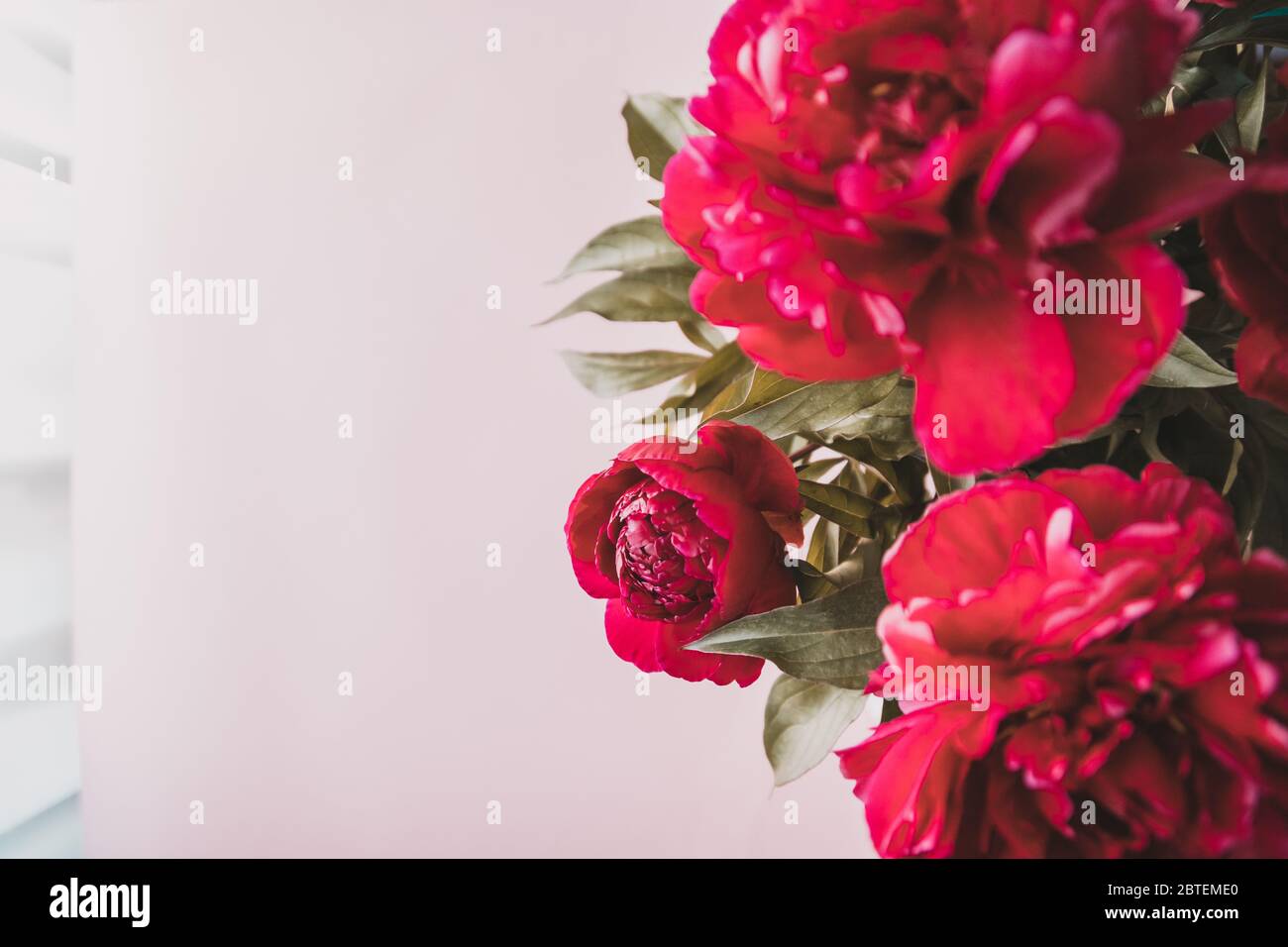 Red peonies hi-res stock photography and images - Alamy