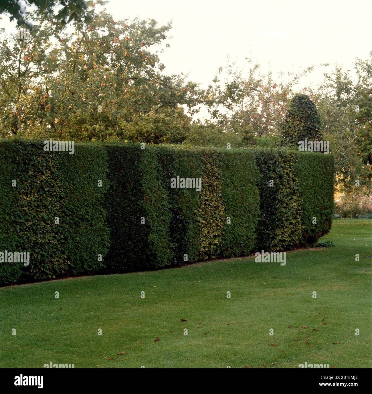 Clipped hedges and lawn hi-res stock photography and images - Alamy