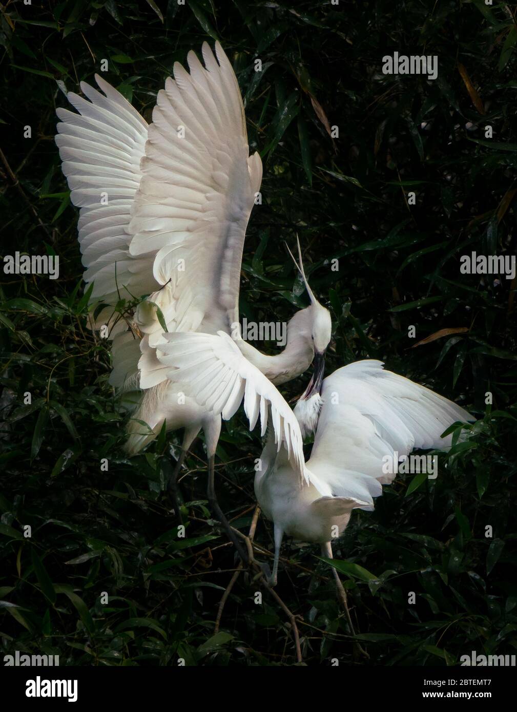 The Great Egret mother nesting and feeding its young baby in dark ...