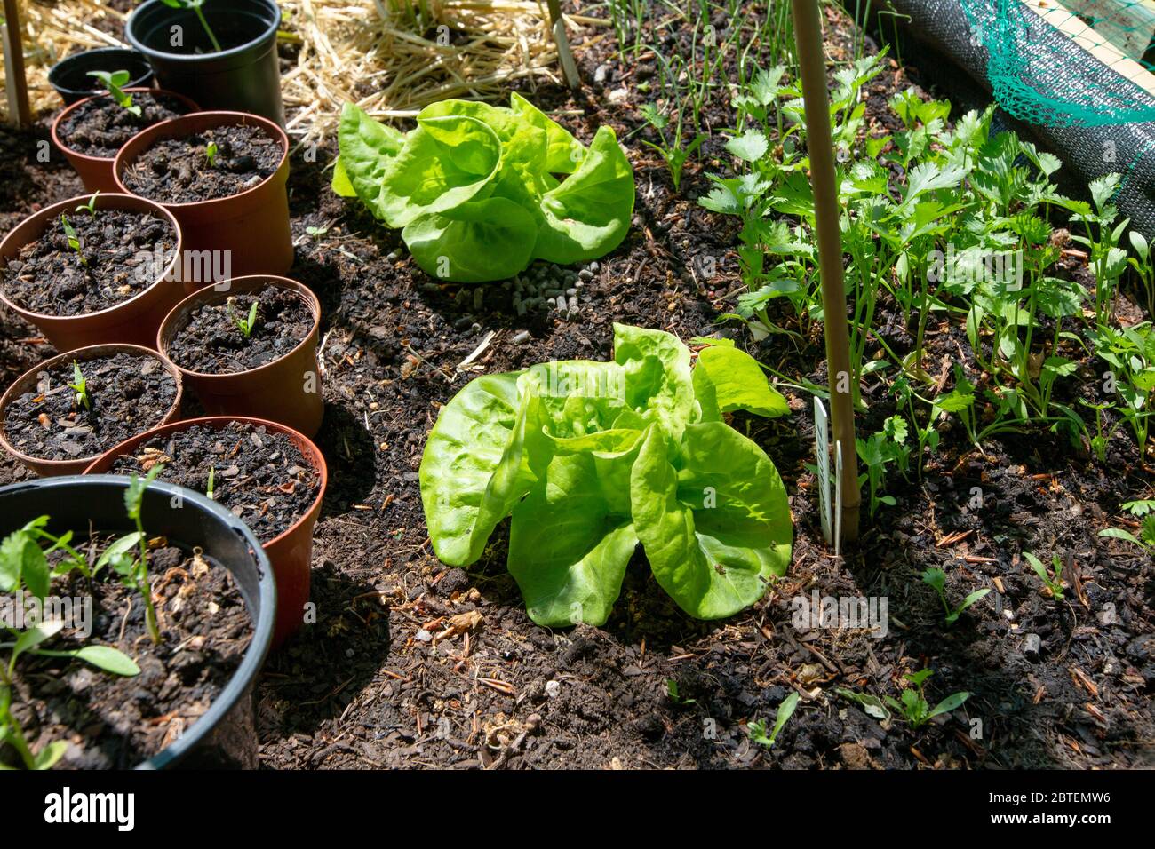 The sun shines onto some young lettuces in a vegetable patch. The ...
