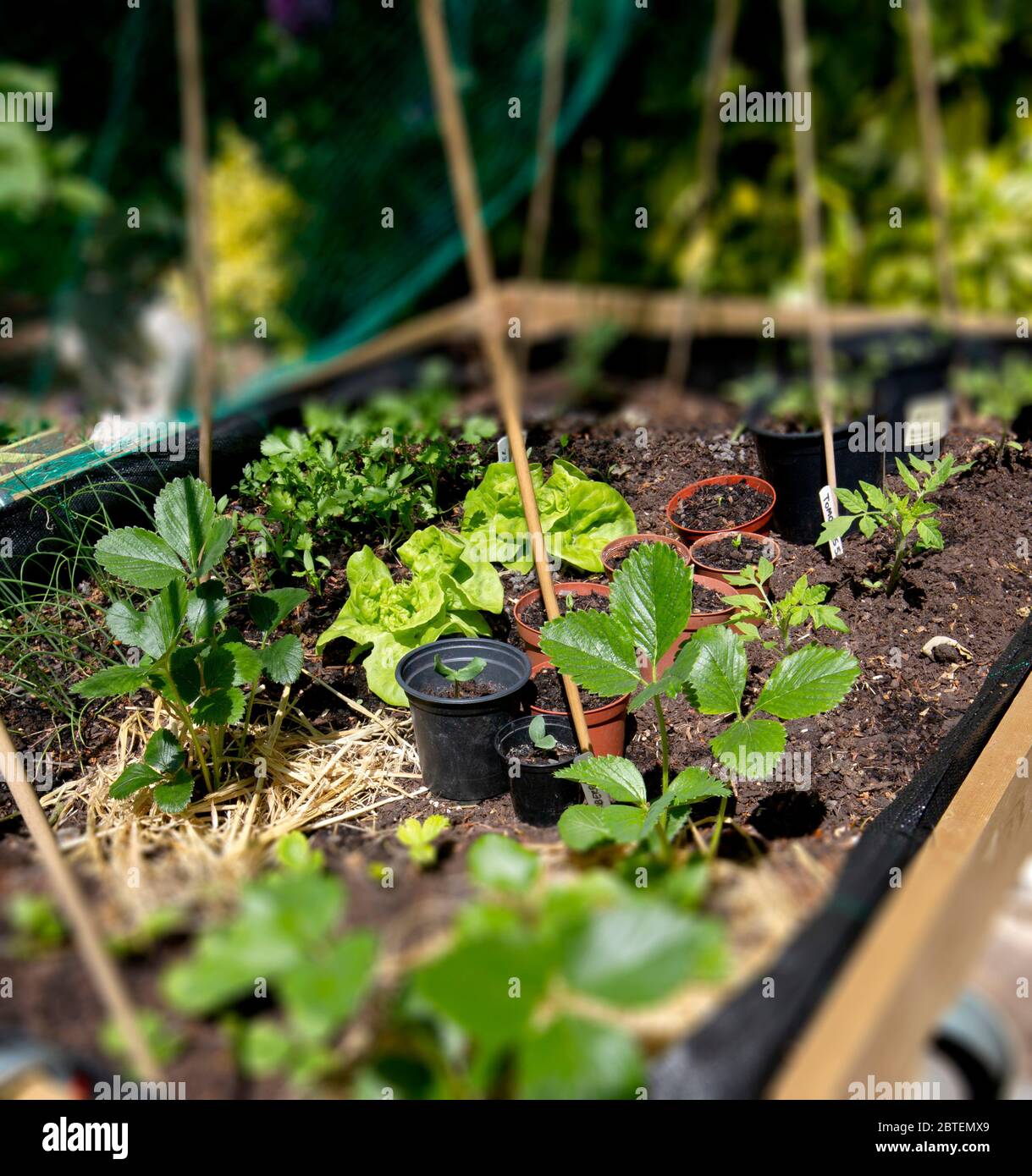 Herbs allotment hi-res stock photography and images - Alamy