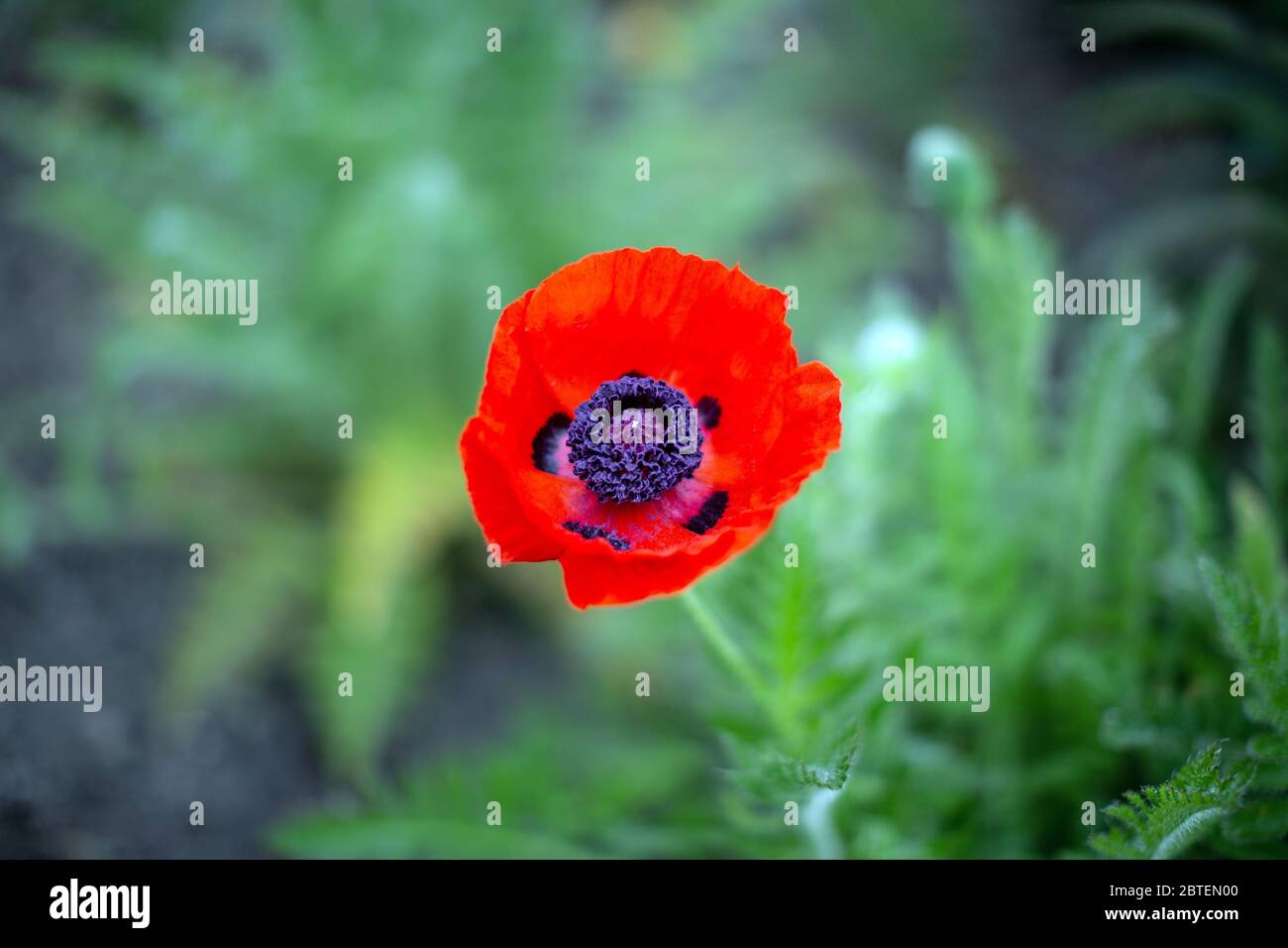 Red poppy fields hi-res stock photography and images - Alamy