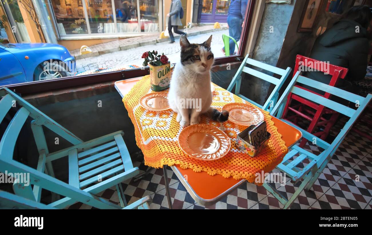 The cat is sitting on the table in cat's cafe restaurant in Istanbul ...