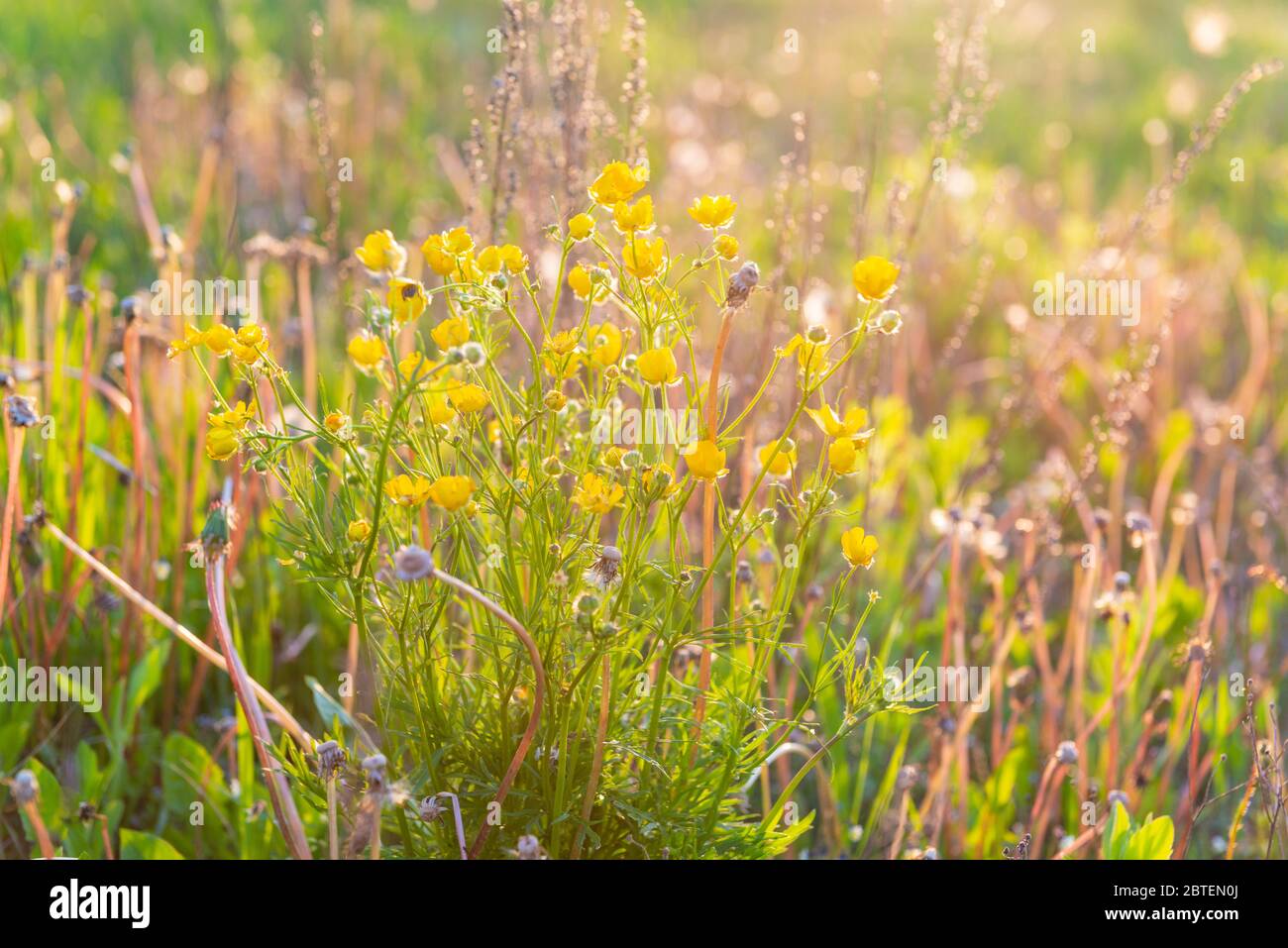 Wildflowers at sunset hi-res stock photography and images - Alamy