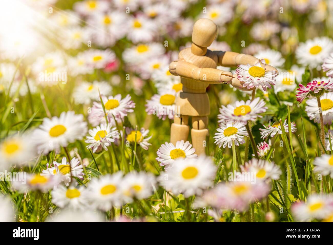 Picking daisy petals hi-res stock photography and images - Alamy