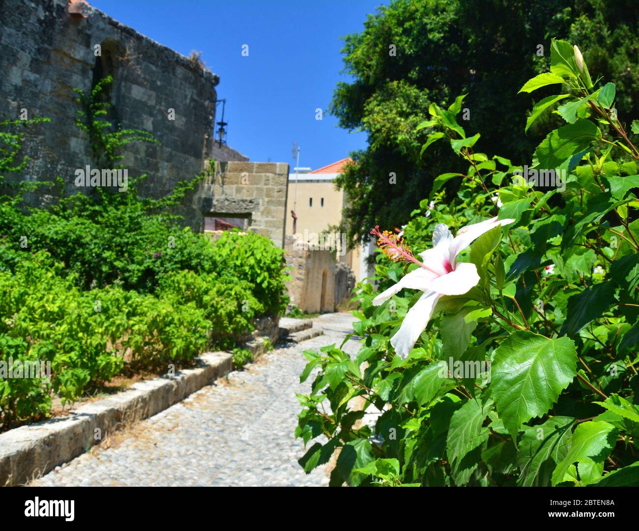 White hibiscus flower in old town Rhodes, Greece Stock Photo - Alamy