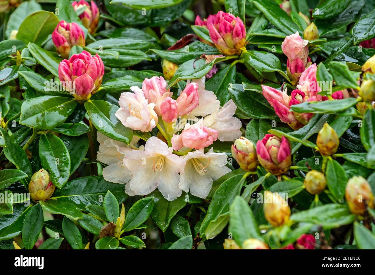 Attractive rhododendron hi-res stock photography and images - Alamy