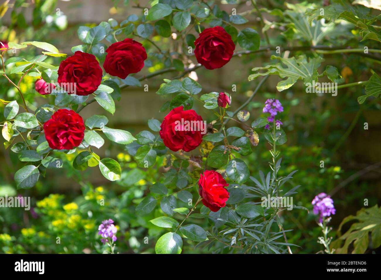 Crimson red roses and leaves. The gardeners favourite flower makes a ...