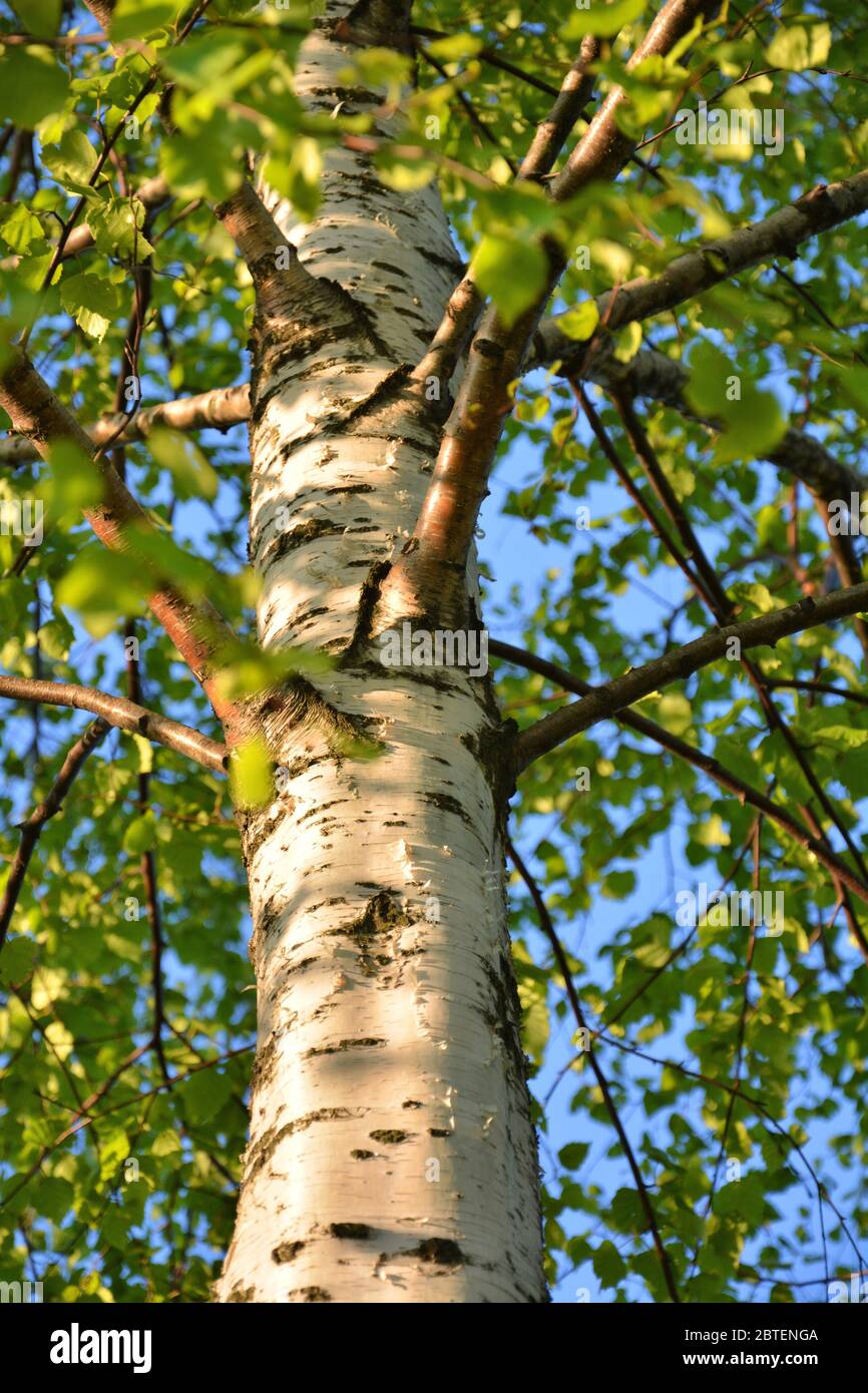 Birch tree trunk in sun light Stock Photo - Alamy