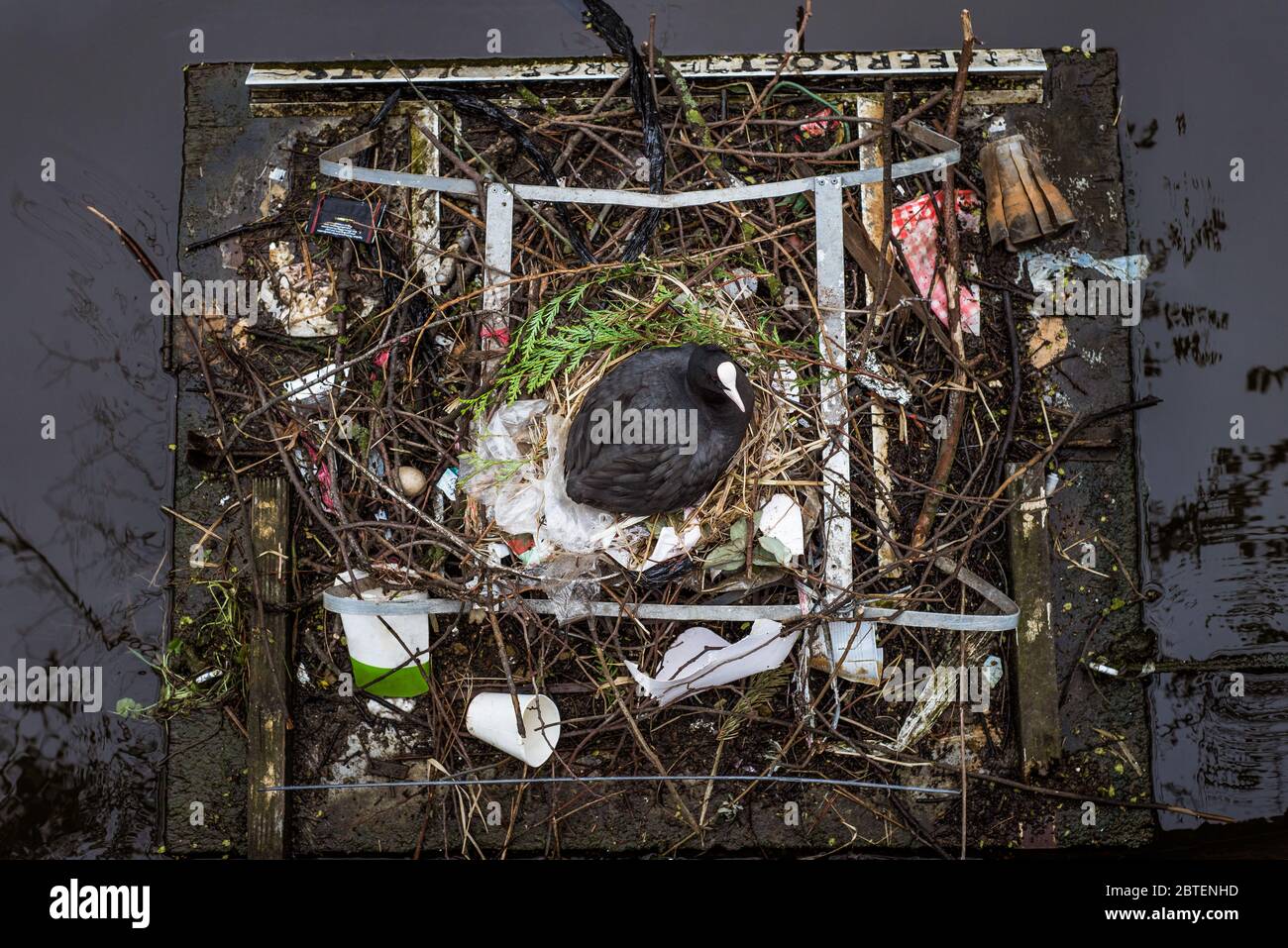 Coot sitting on a nest built with trash and litter, viewed from above ...