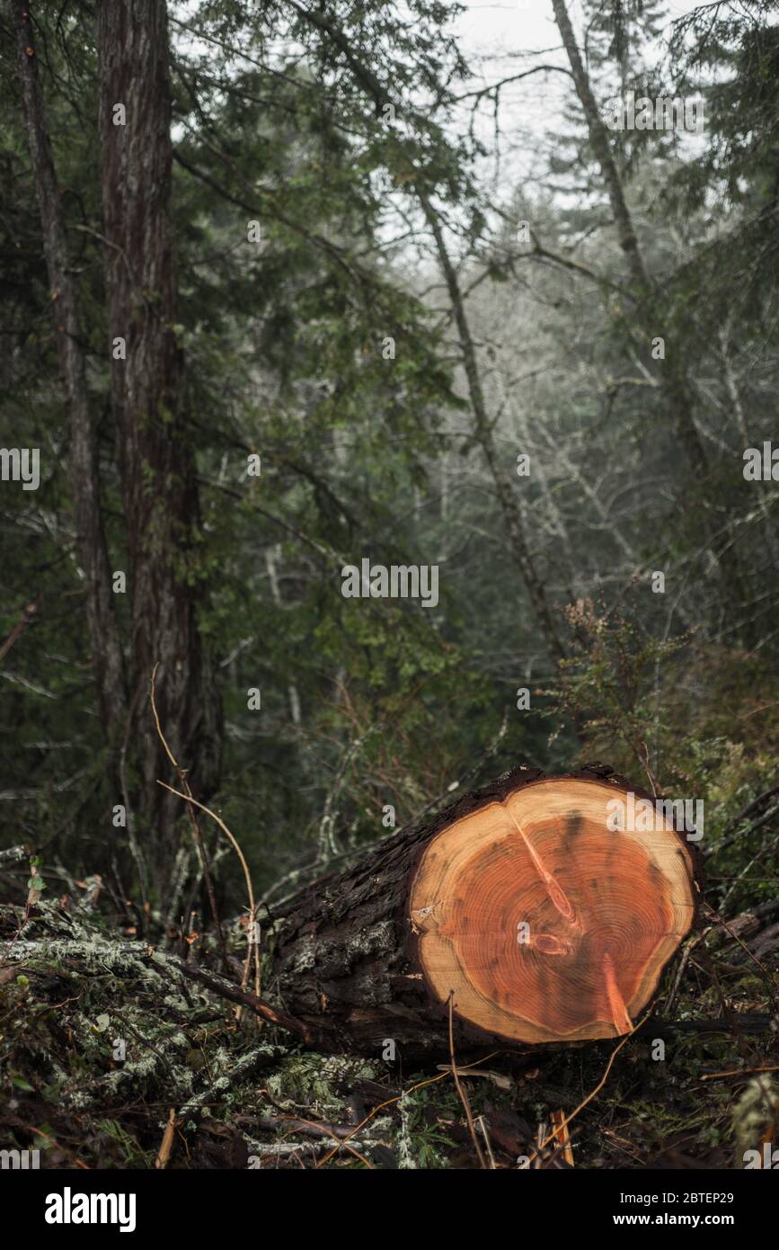 Deforestation of the ancient Redwoods in Humboldt County, Northern ...
