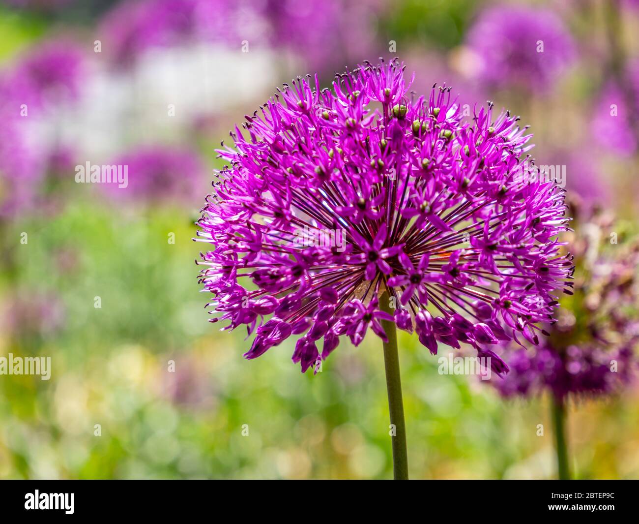 Allium ball hi-res stock photography and images - Alamy