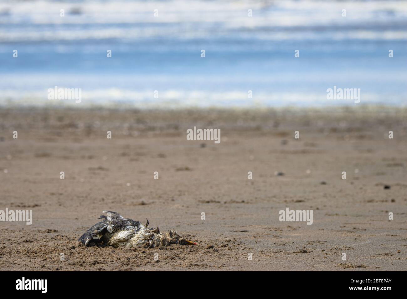 Dead seagull on a beach hi-res stock photography and images - Alamy