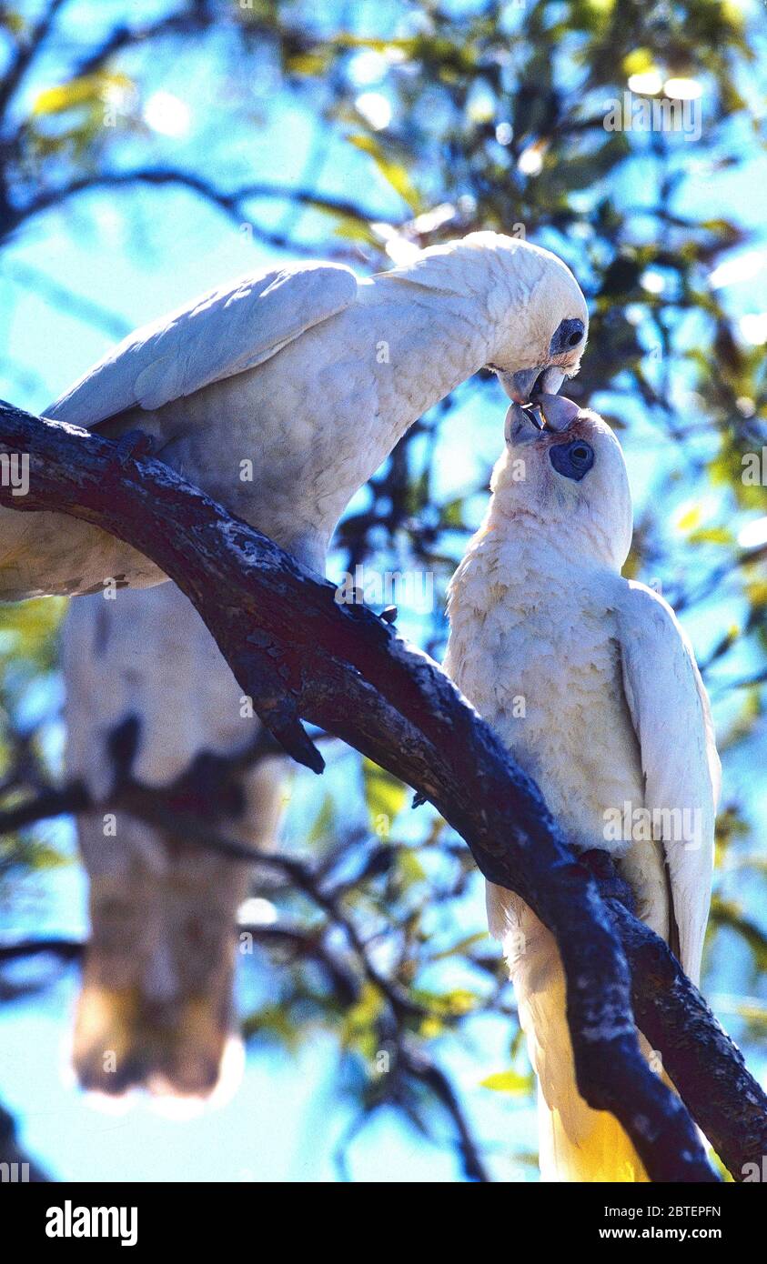 Male bird display female hi-res stock photography and images - Alamy