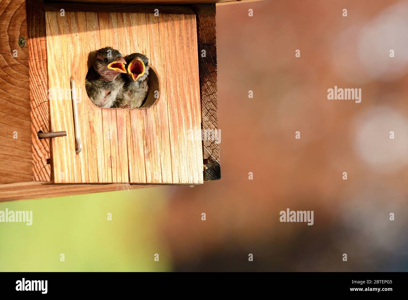 Begging box hi-res stock photography and images - Alamy