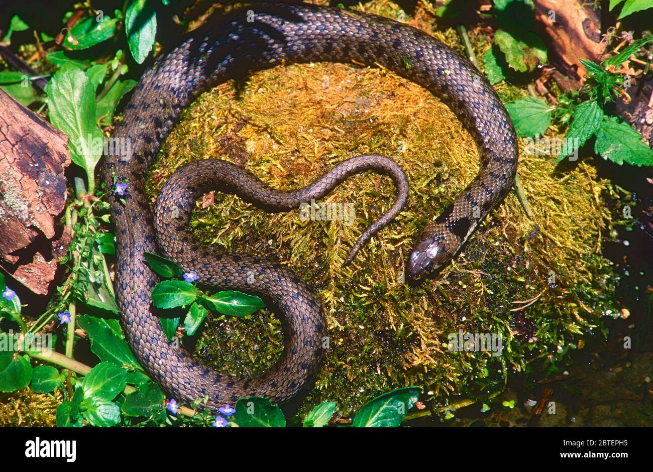 Snake zoo hi-res stock photography and images - Alamy