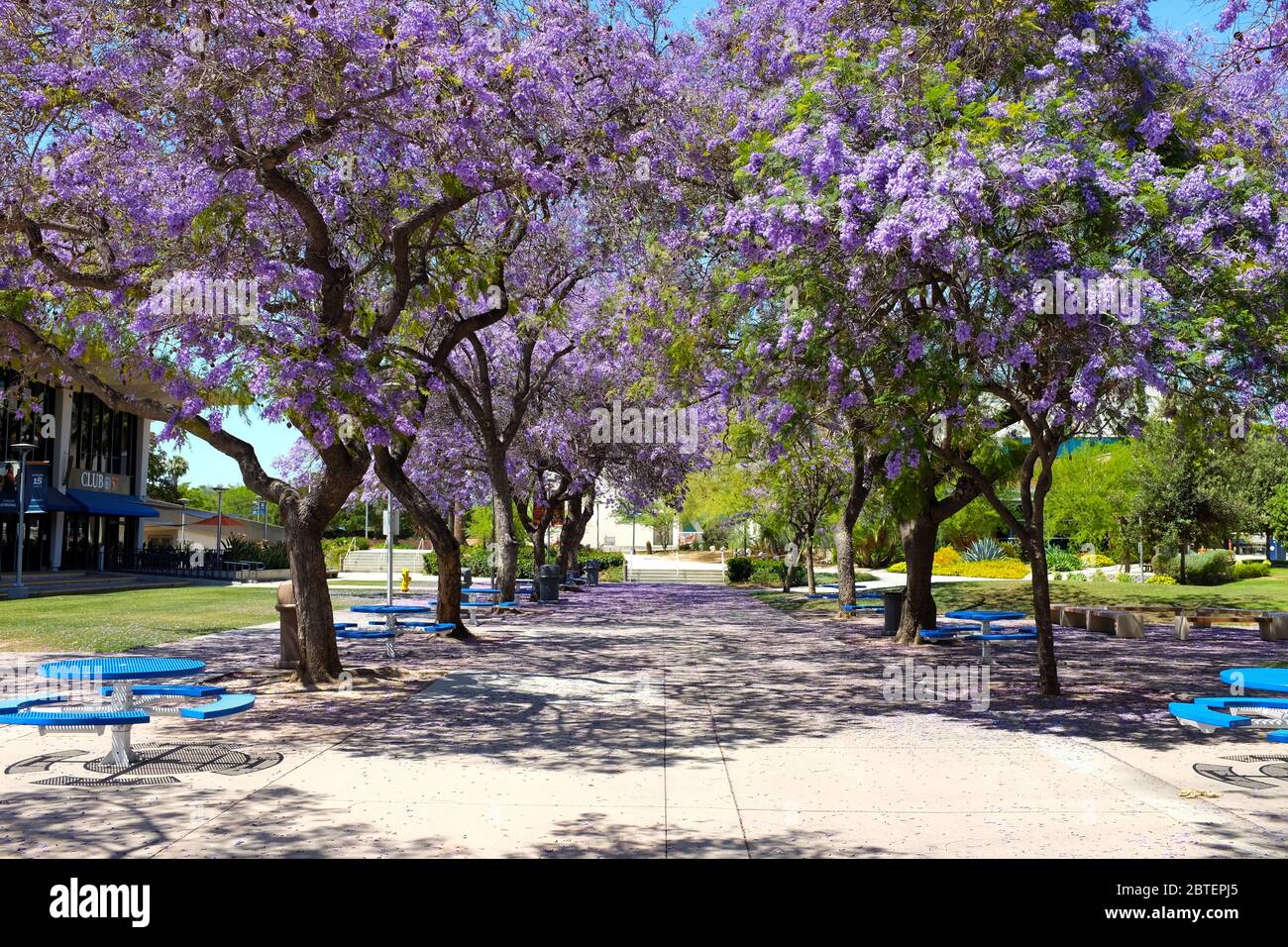 Jacaranda trees in bloom hi-res stock photography and images - Alamy