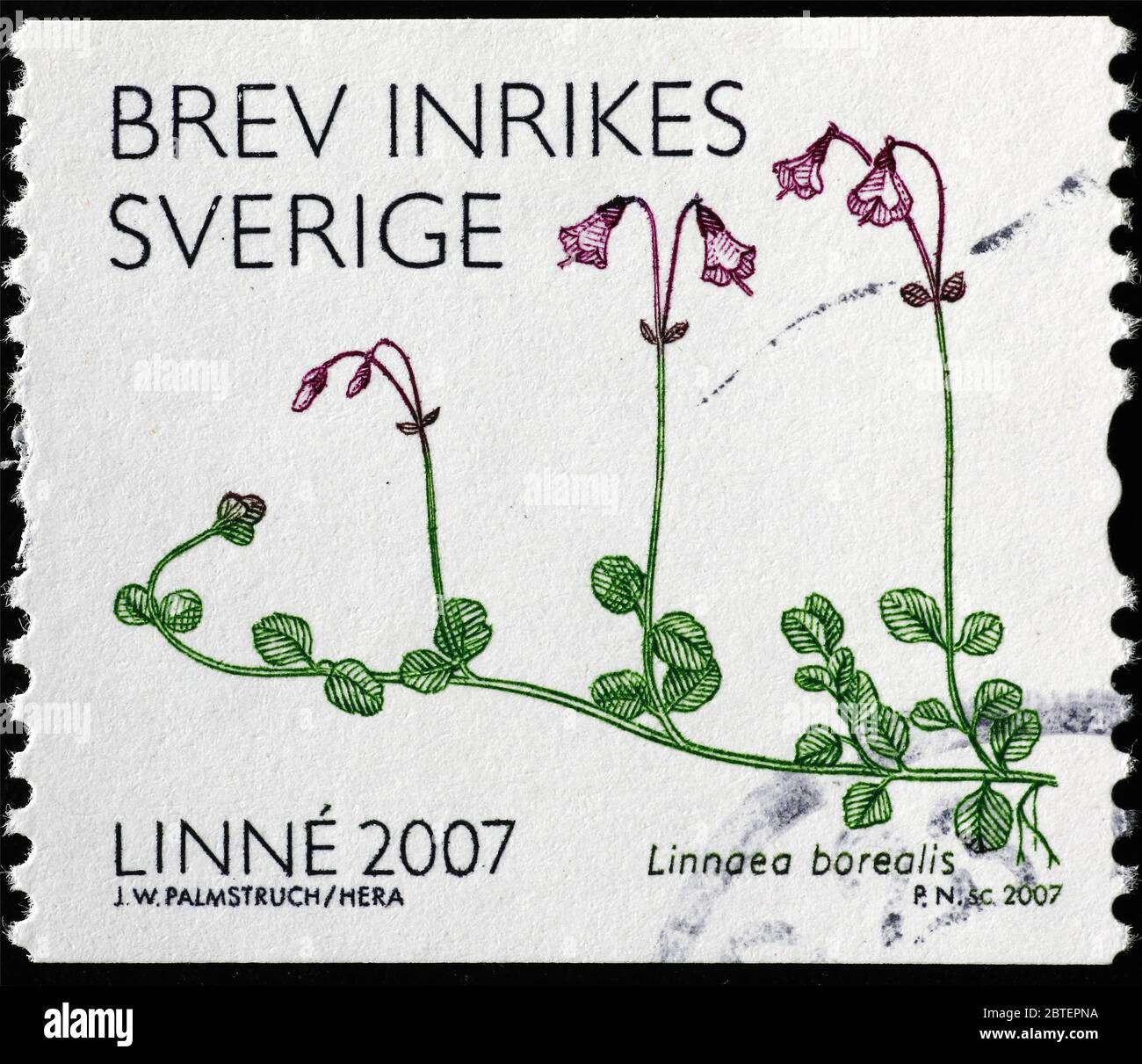 Linnaea borealis, plant named after Linnaeus, on postage stamp Stock ...