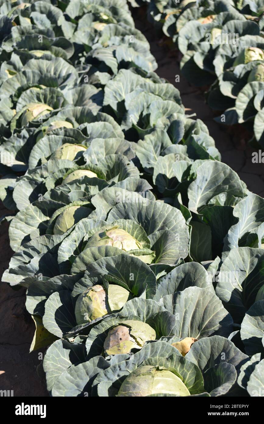 Arizona green cabbage patch Stock Photo - Alamy
