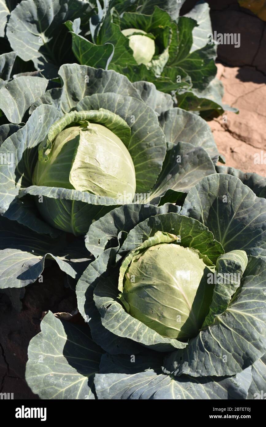 Arizona green cabbage patch Stock Photo - Alamy