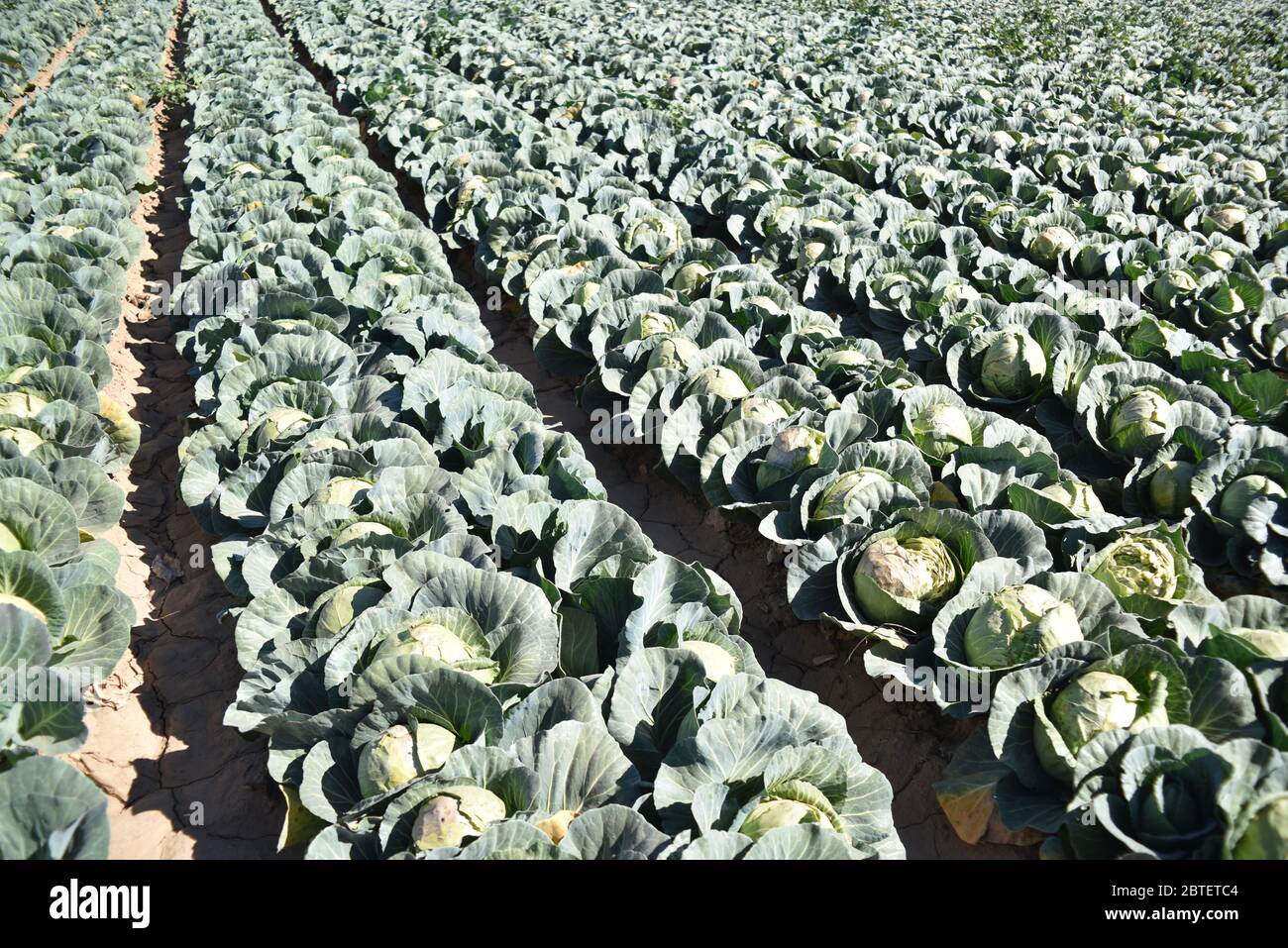 Arizona green cabbage patch Stock Photo - Alamy