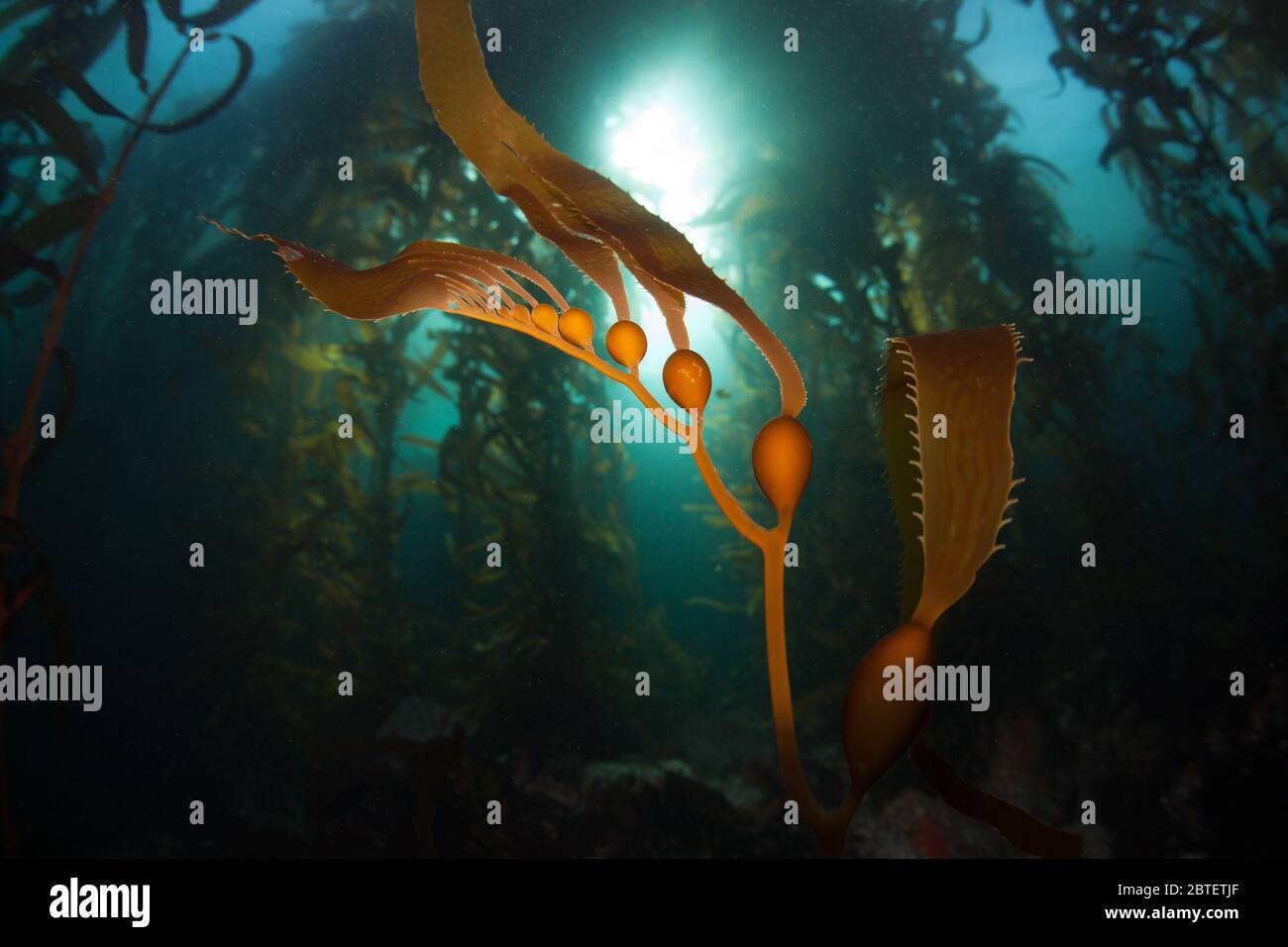A lush forest of Giant kelp, Macrocystis pyrifera, grows in the cold ...