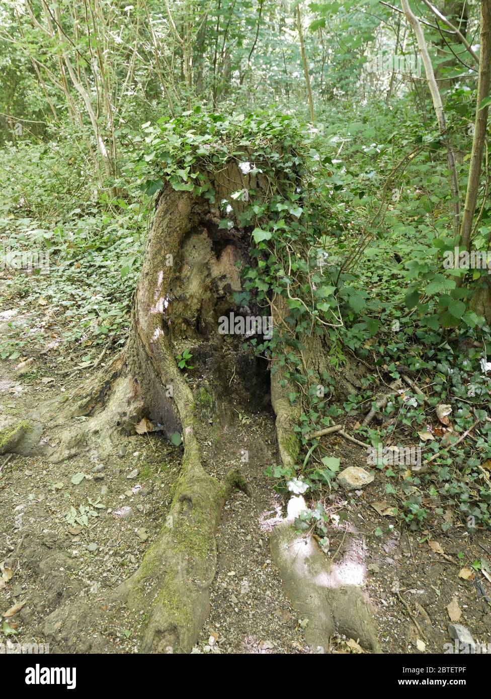 Selsdon wood nature reserve hi-res stock photography and images - Alamy