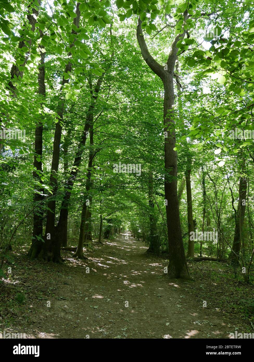 Selsdon wood nature reserve hi-res stock photography and images - Alamy
